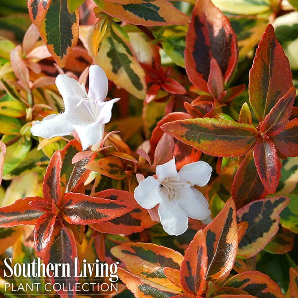Plant Search – Ruibals