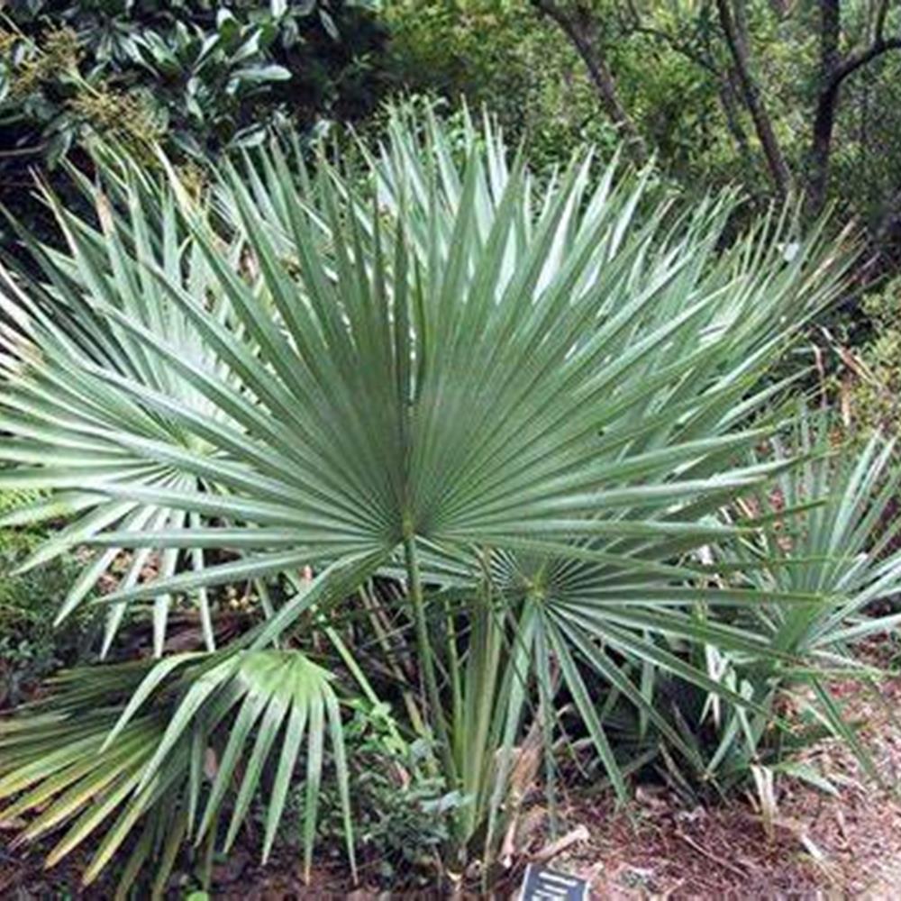 Plant Search – Ruibals