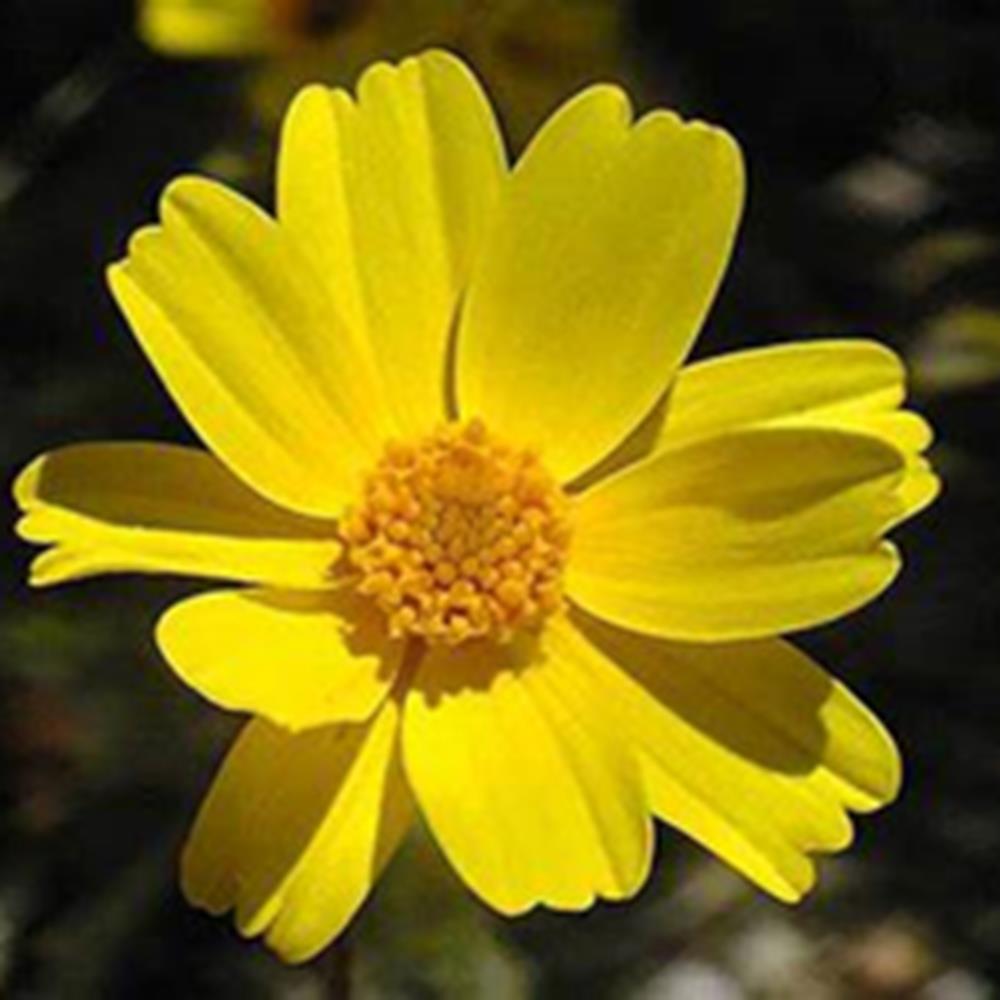 Plant Search – Ruibals