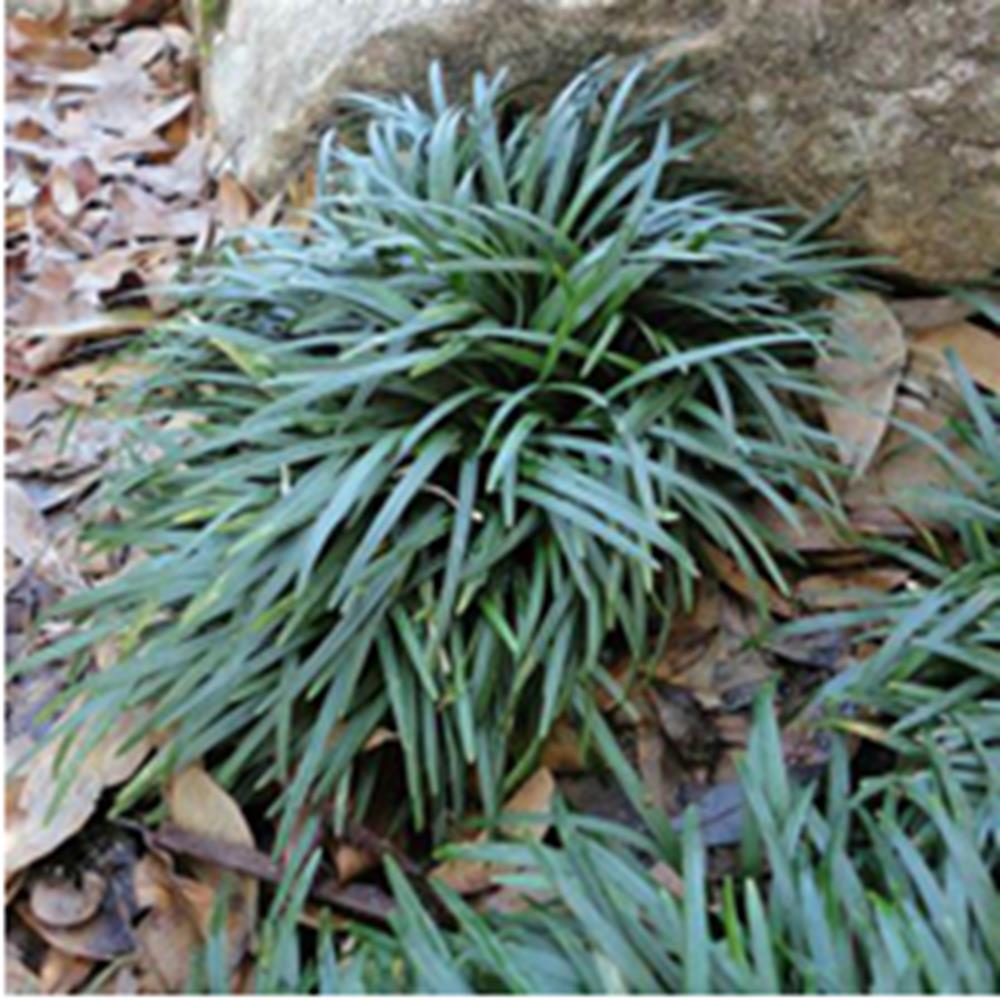 Plant Search – Ruibals