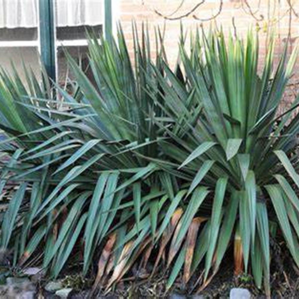 Plant Search – Ruibals