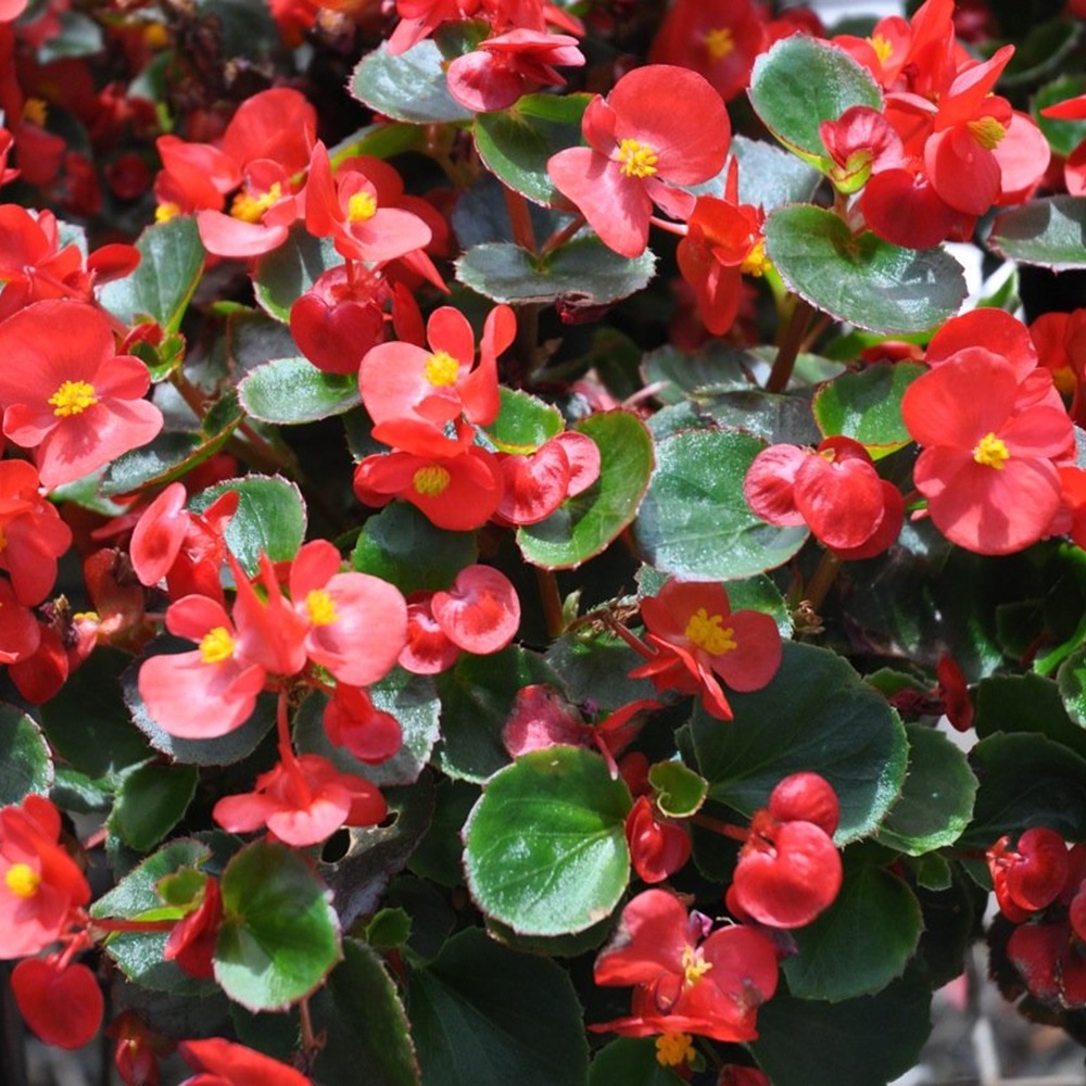 Plant Search – Ruibals
