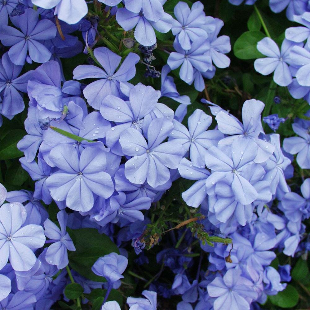Plant Search – Ruibals