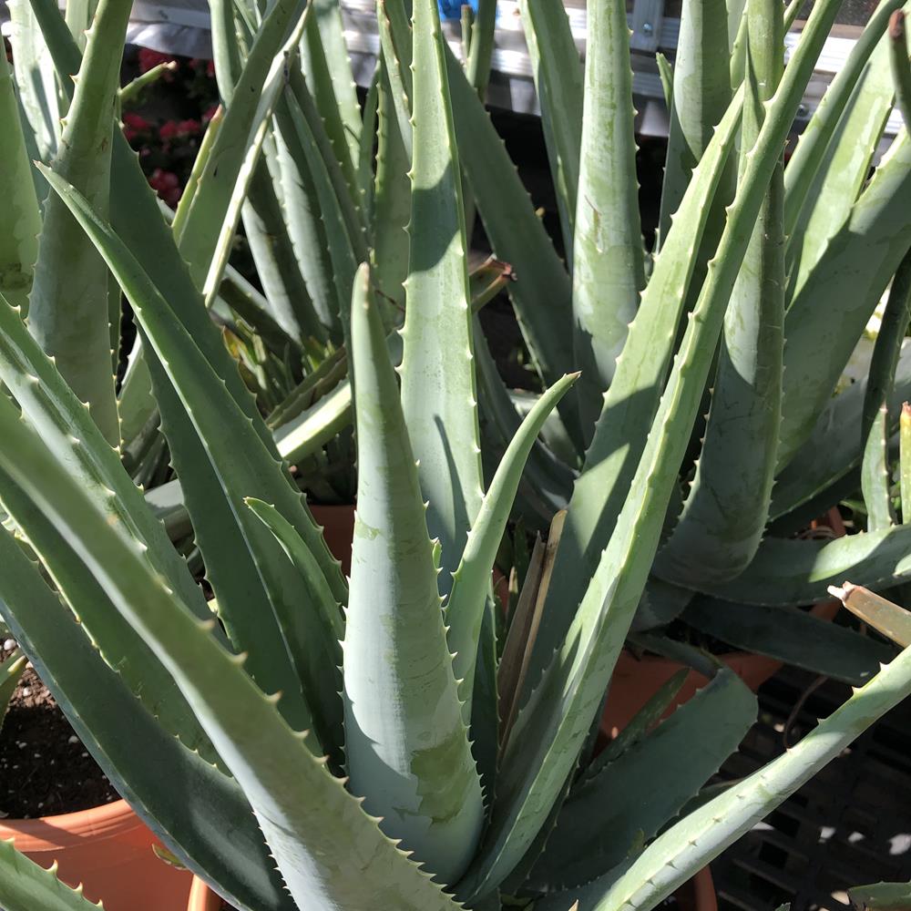 Plant Search – Ruibals