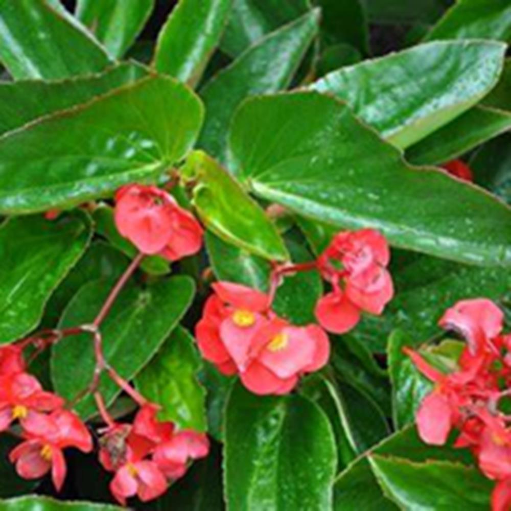 Plant Search – Ruibals