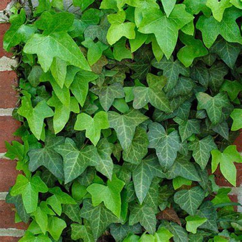 Plant Search – Ruibals