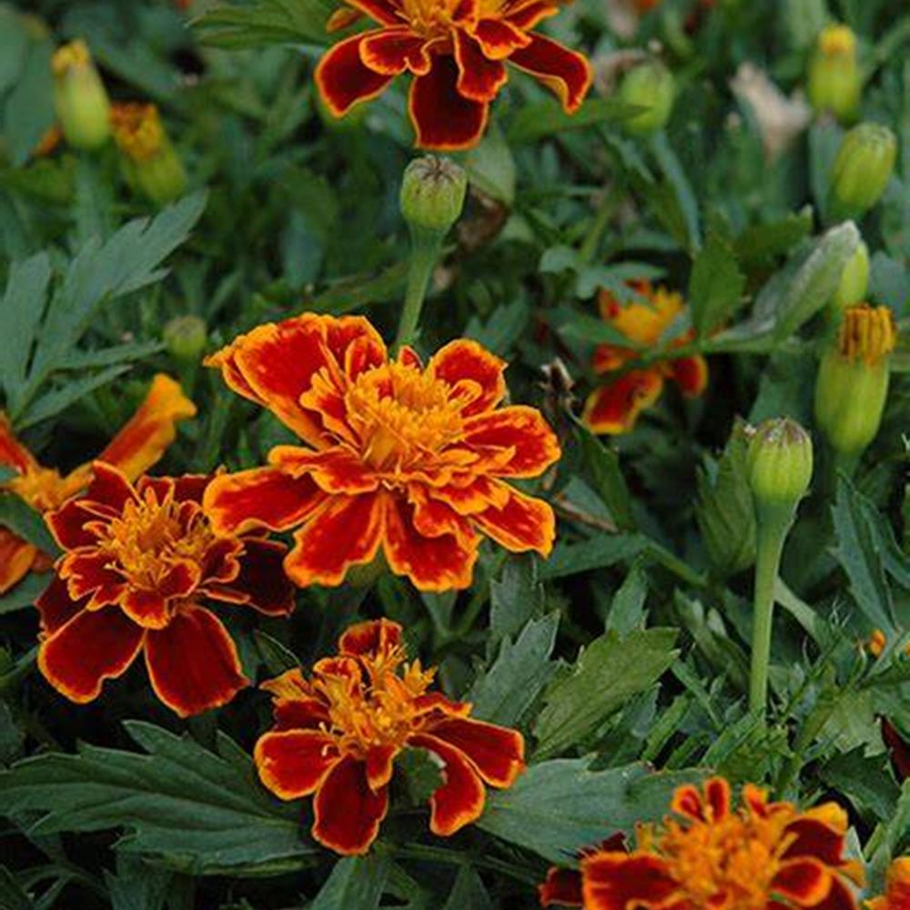 Plant Search – Ruibals