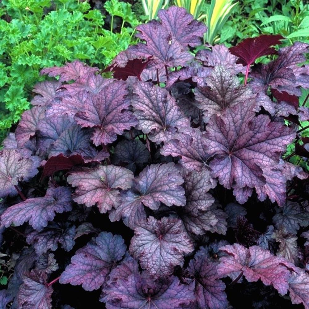 Plant Search – Ruibals