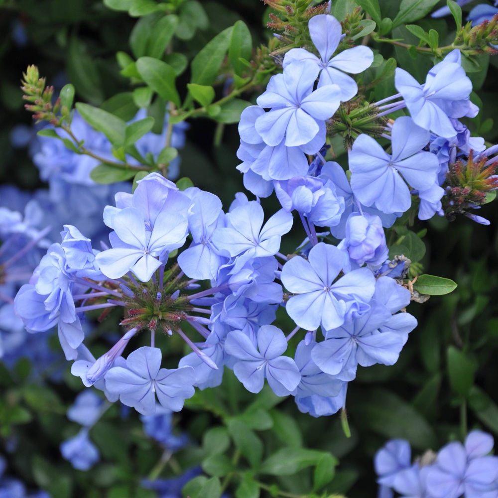 Plant Search – Ruibals